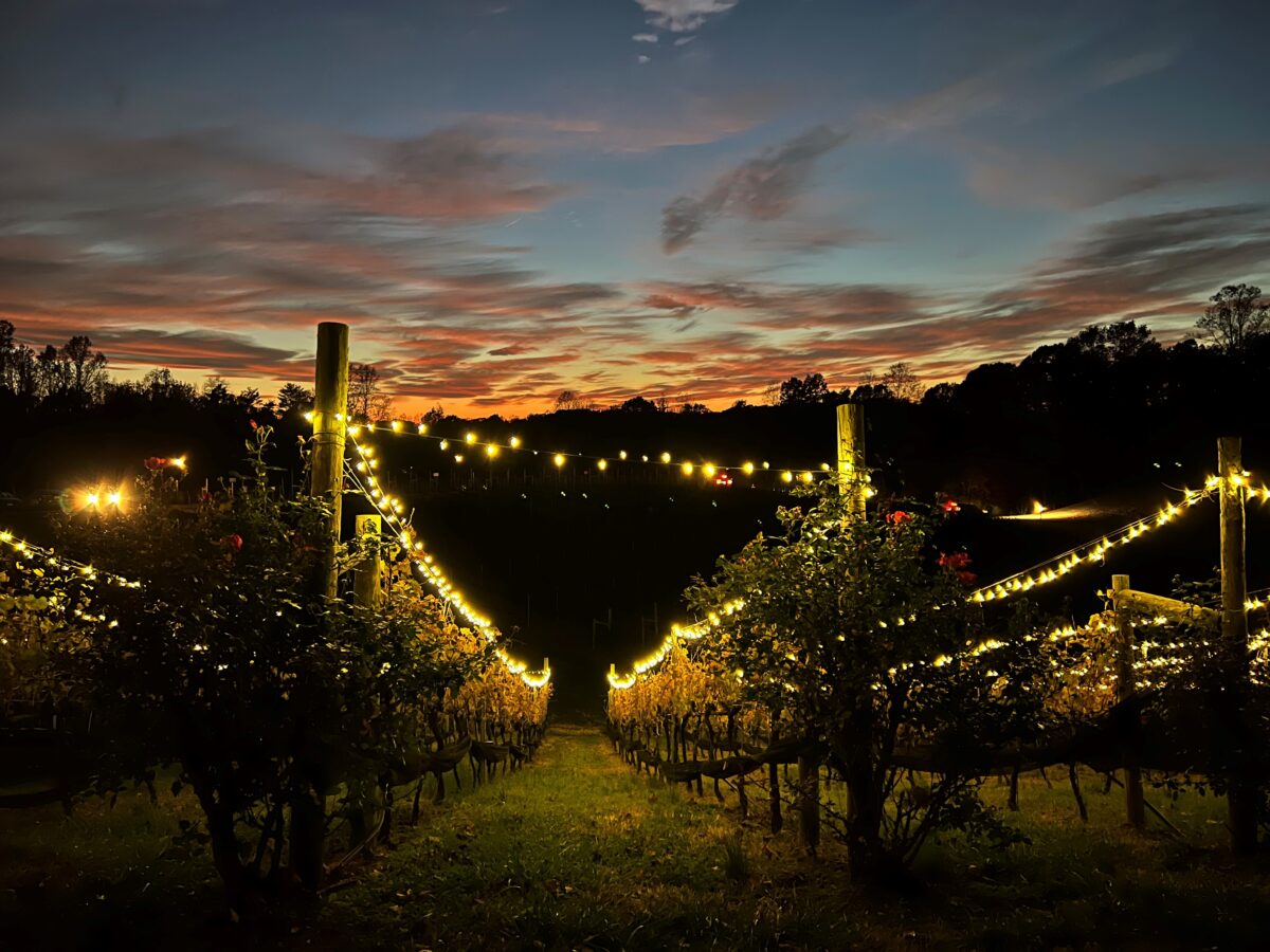 Wine Tents | Potomac Point Winery